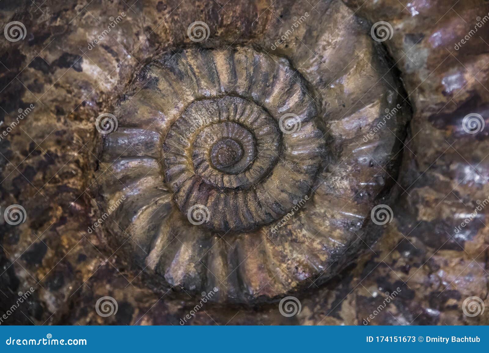 Fossilized Extinct Ammonite at Shallow Depth of Field Stock Image ...