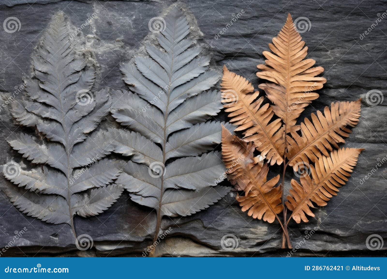 Fossilized Fern Leaves in a Shale Rock Formation Stock Image - Image of ...