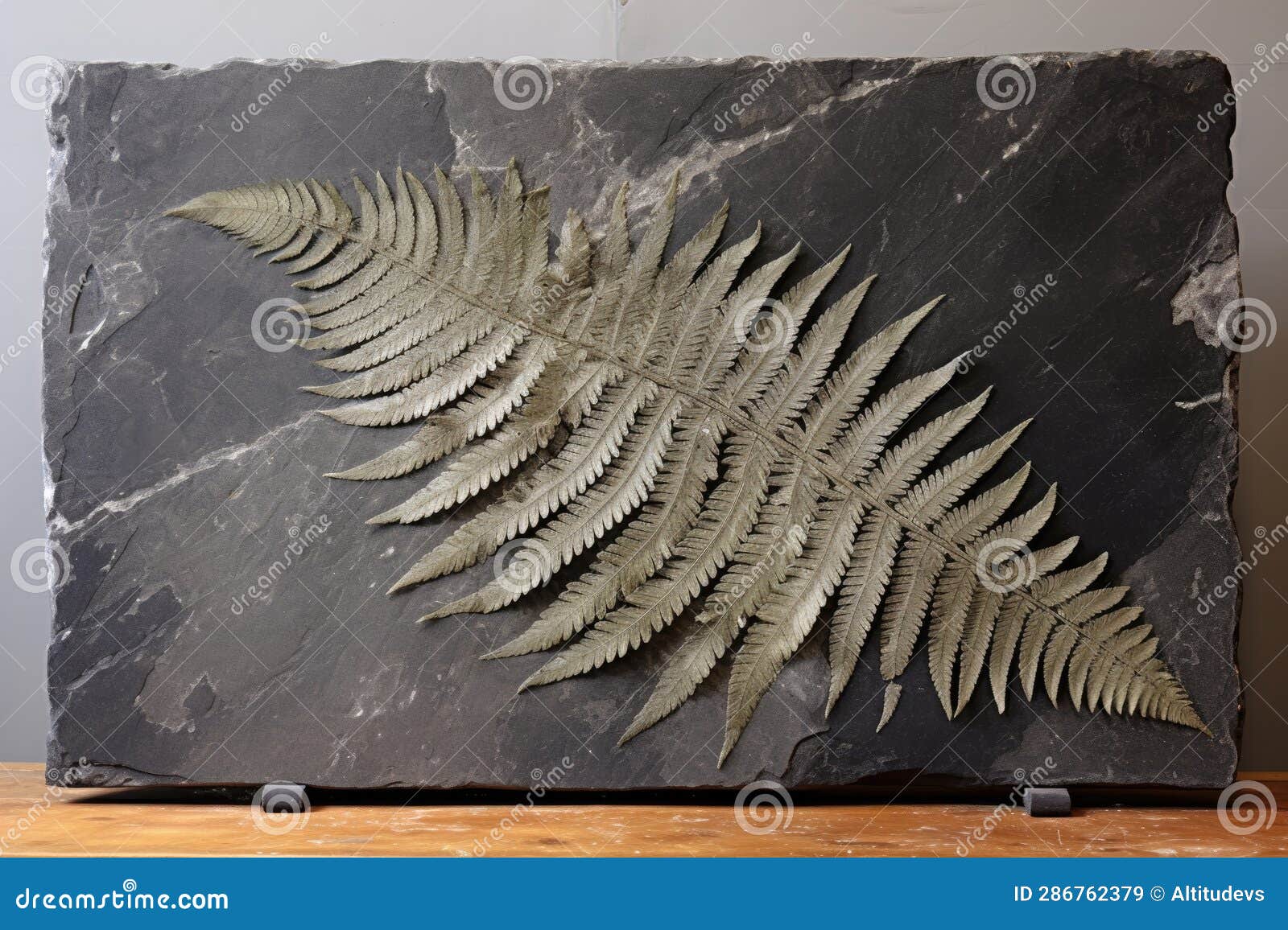 Fossilized Fern Leaves in a Stone Slab Stock Image - Image of geology ...