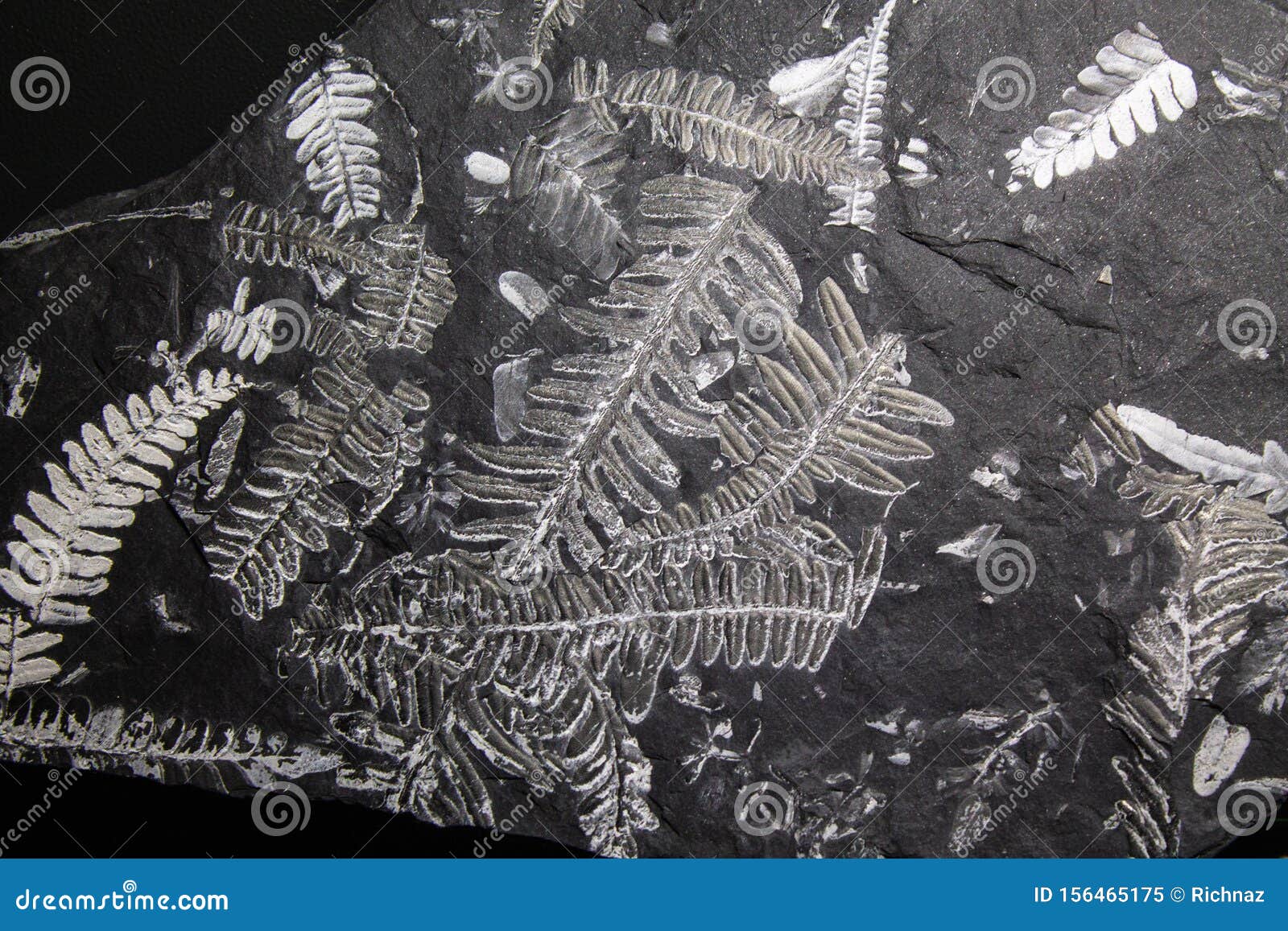 Fossilized Fern Leaf Detail In Sedimentary Rock Stock Image ...
