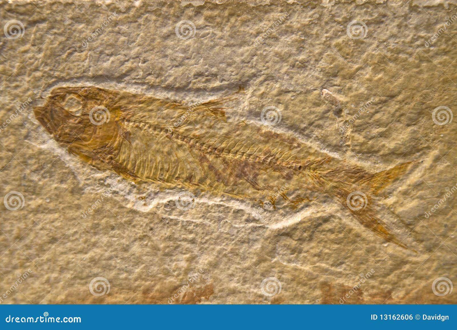 Fossilized Fish stock photo. Image of kemmerer, formation - 13162606