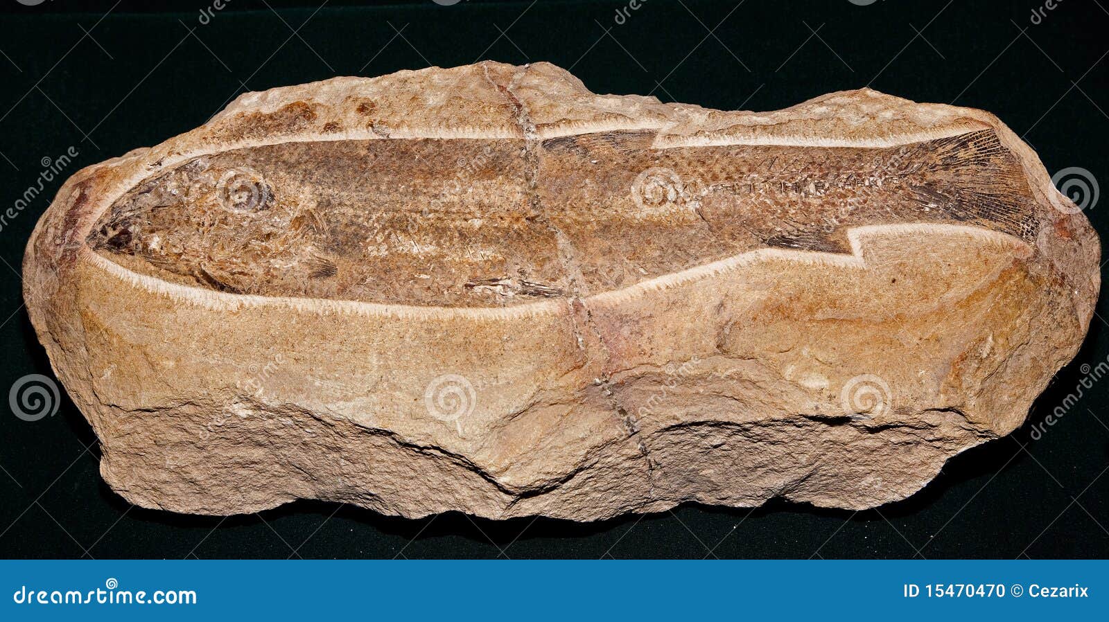 Fossilized fish stock photo. Image of formation, details - 15470470