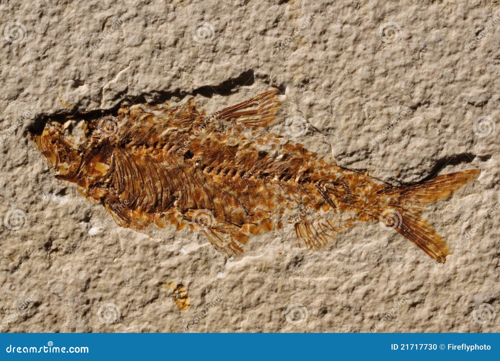 483 Fossilized Fish Stock Photos - Free & Royalty-Free Stock Photos ...