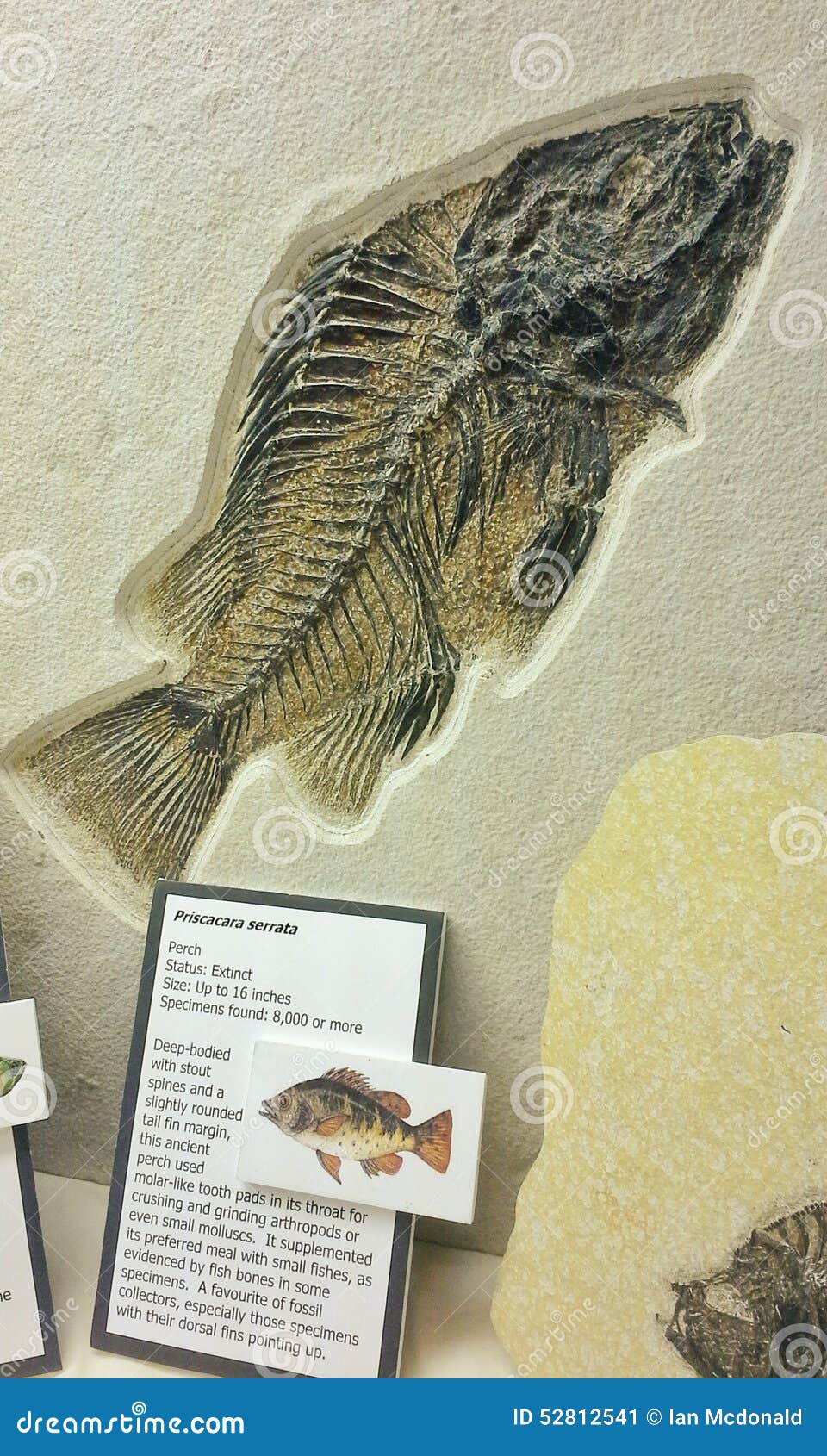 Fossilized Fish editorial photo. Image of fossil, prehistoric - 52812541