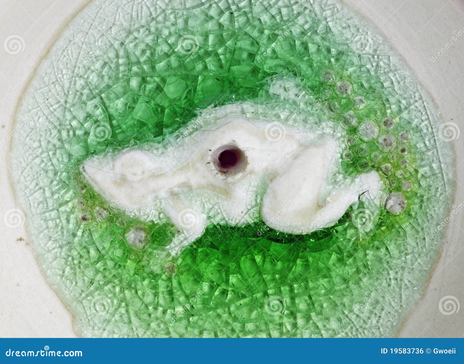 Fossilized green frog. stock photo. Image of preserved - 19583736