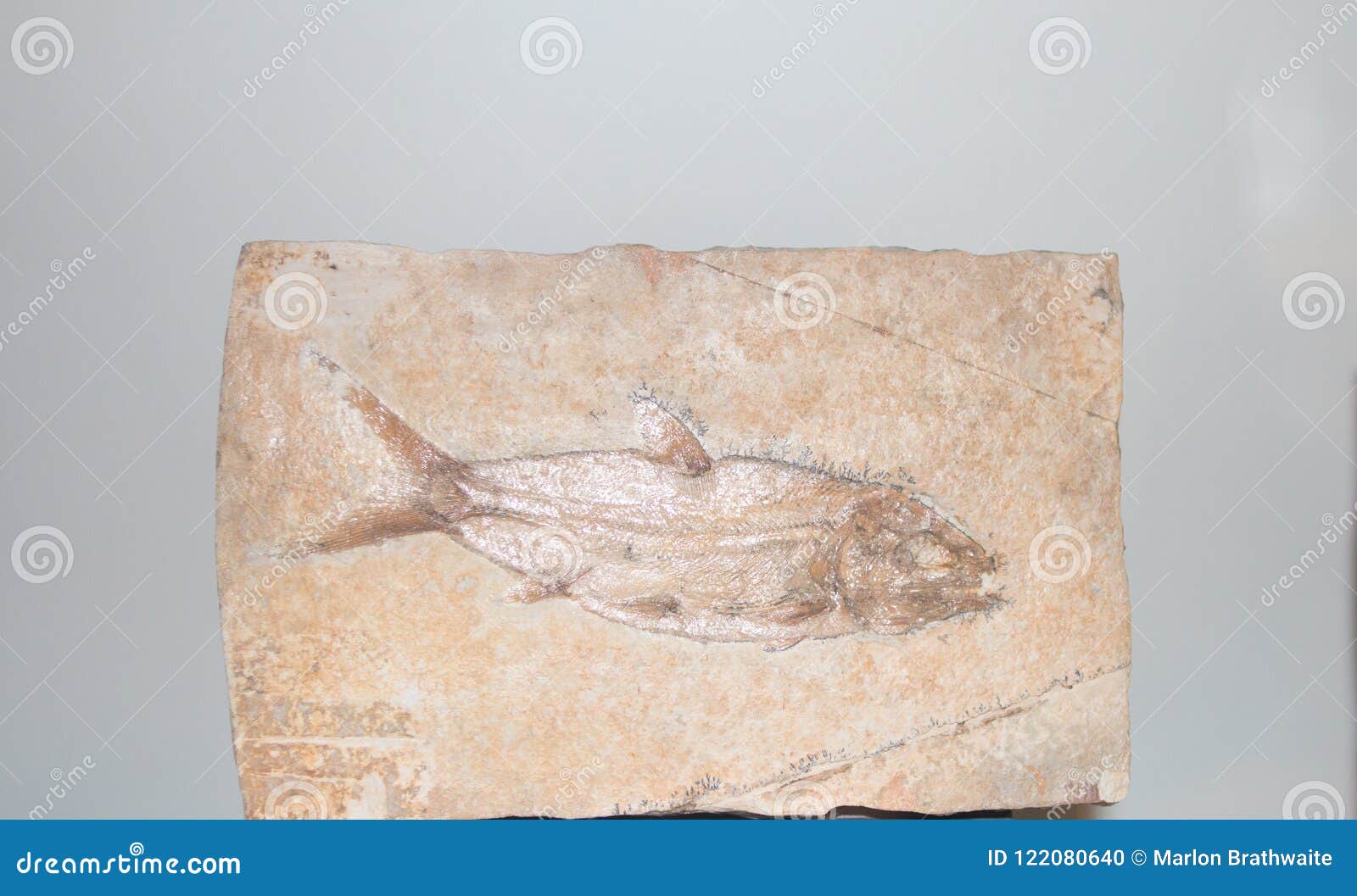 A Fossilized Imprint of a Fish. Stock Photo - Image of archaeology ...