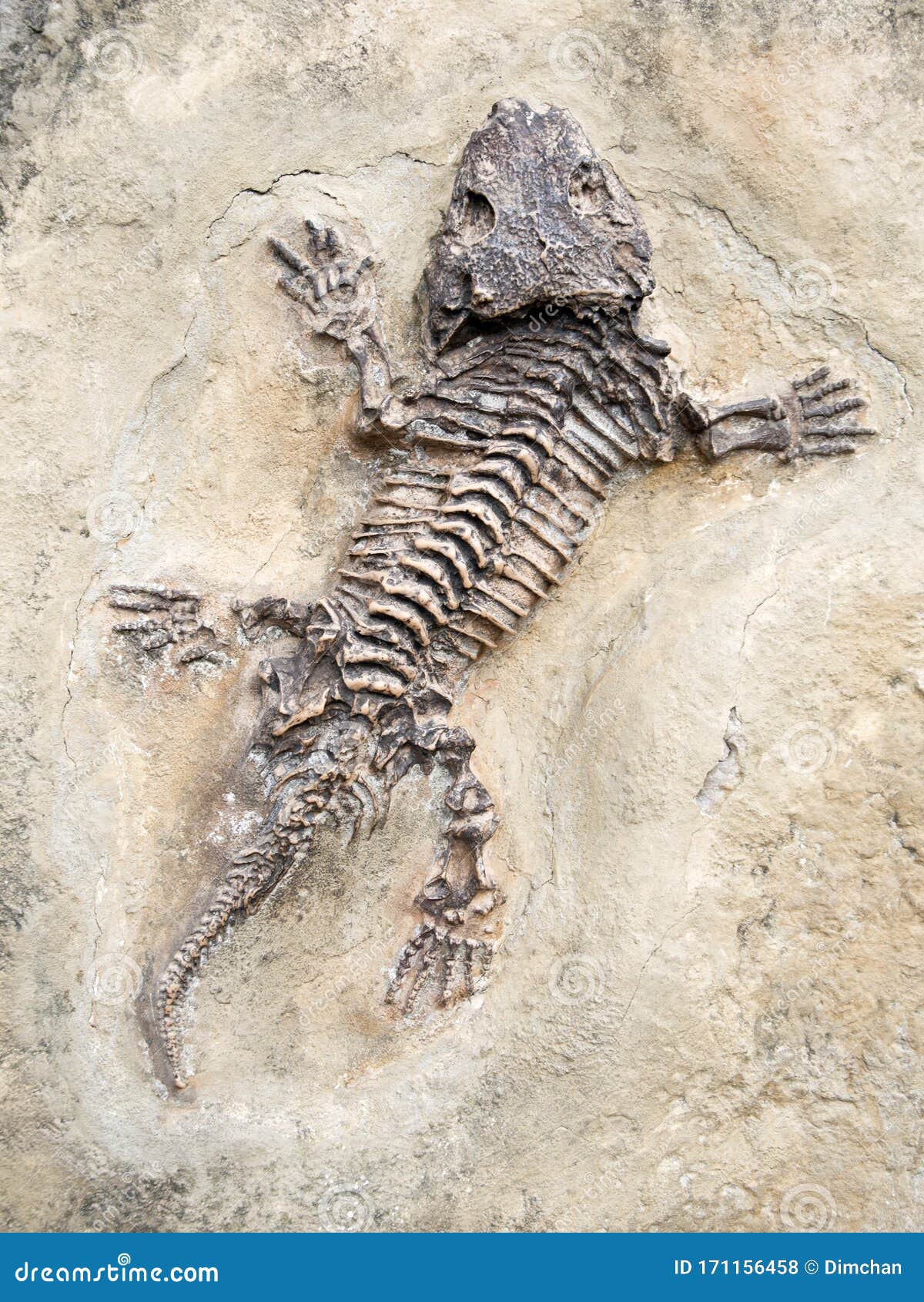 Fossilized Imprint of Seymouria Stock Photo - Image of reptiliomorpha ...