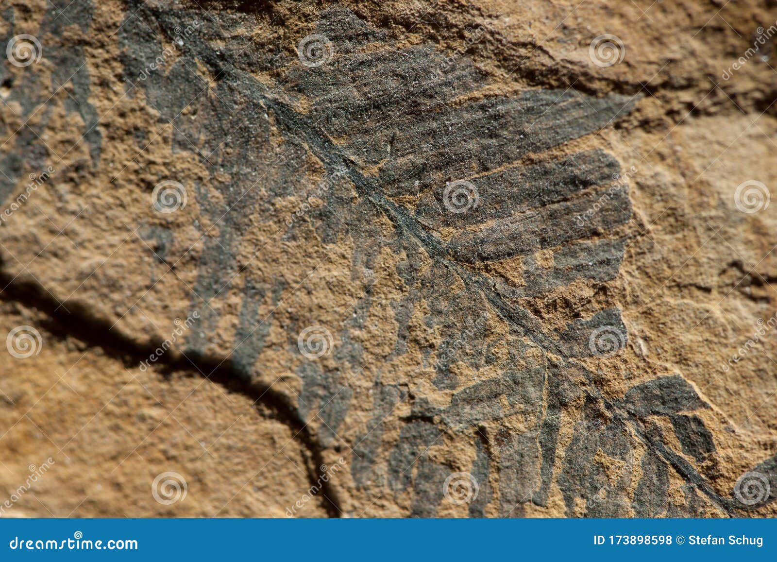 Fossilized Leaf in Sedimentary BC Rocks Stock Photo - Image of northern ...