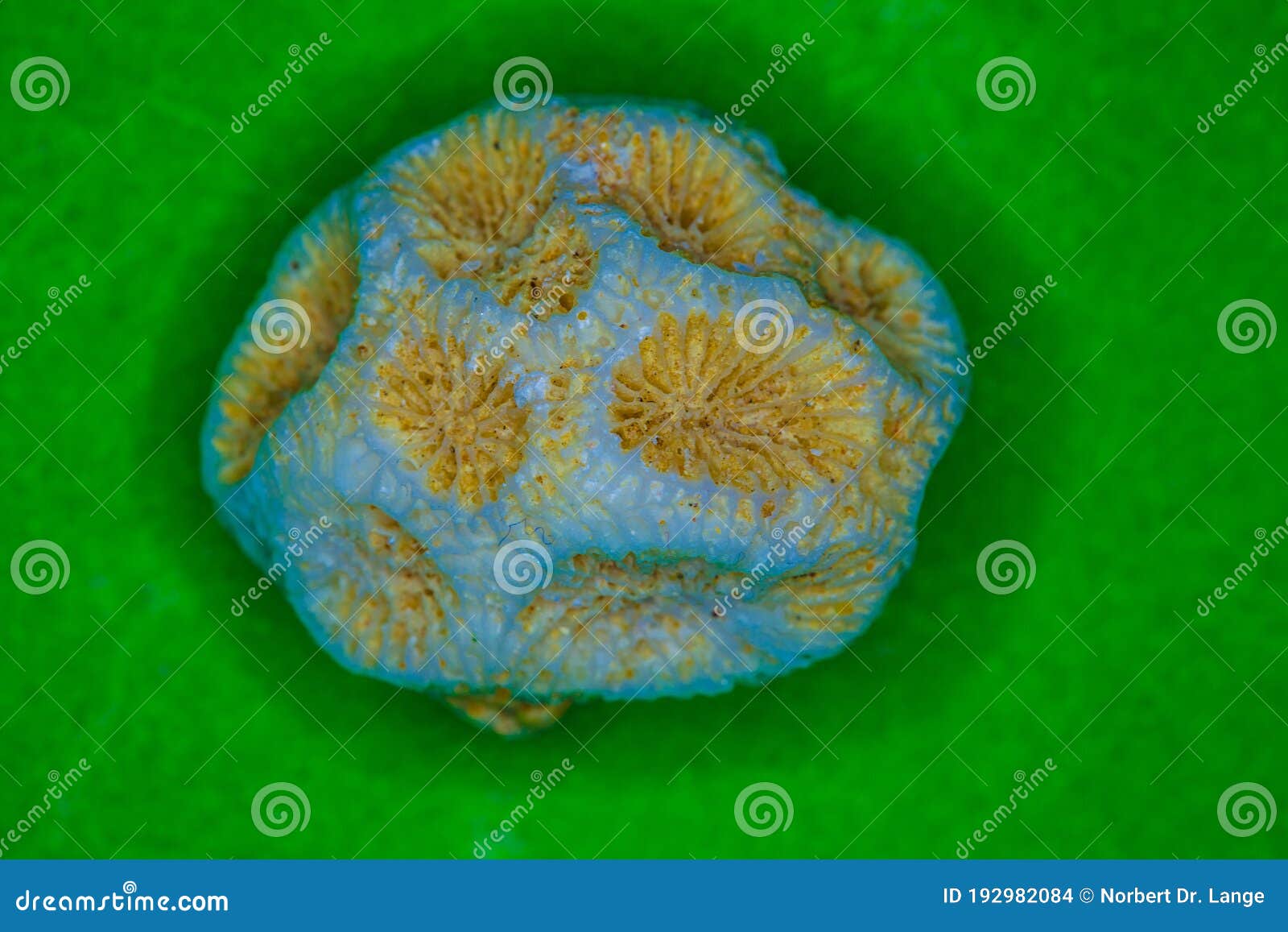 Fossilized Limestone Skeleton Stock Photo - Image of object, green ...