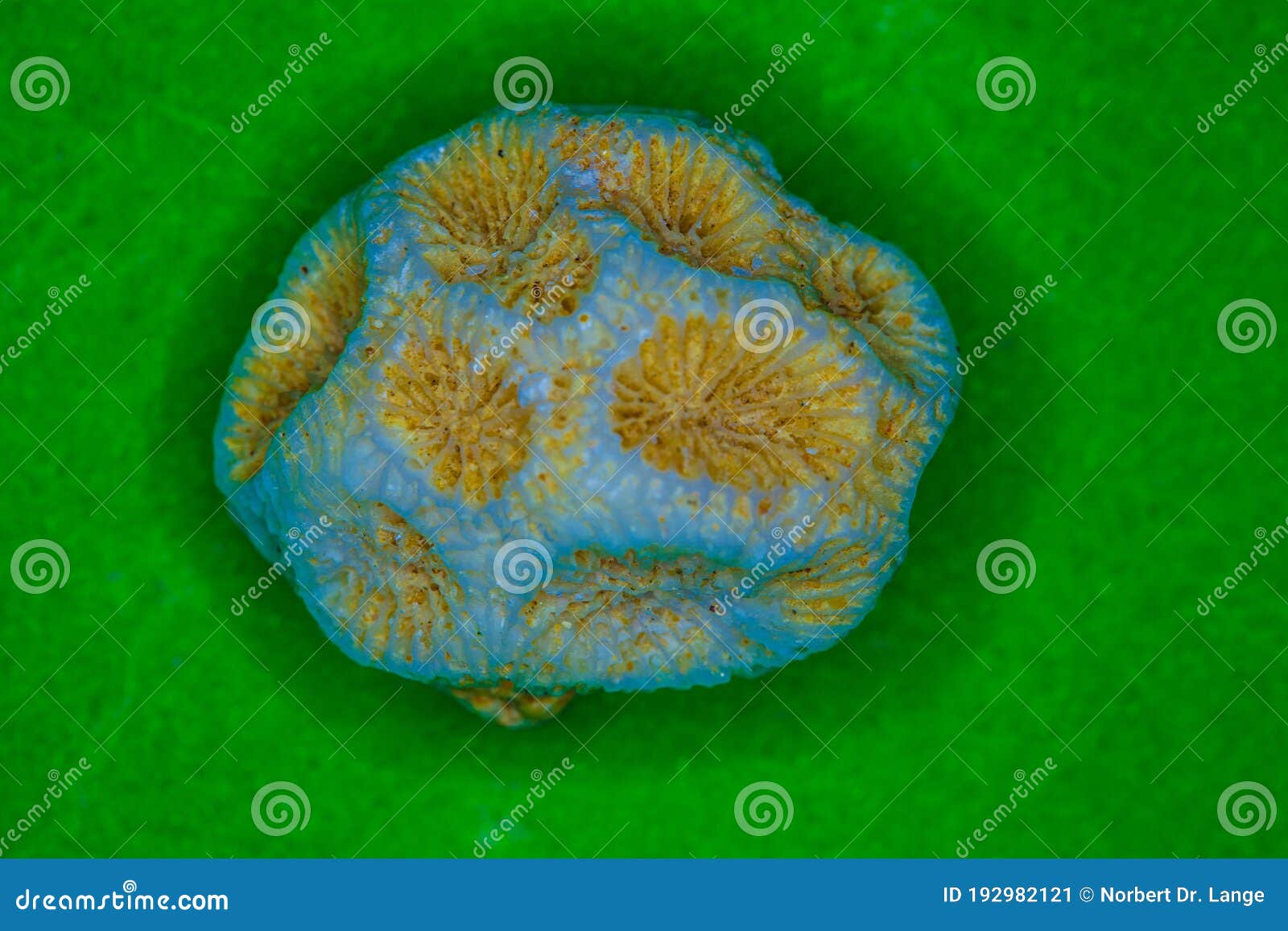 Fossilized Limestone Skeleton Stock Image - Image of fossilized, round ...