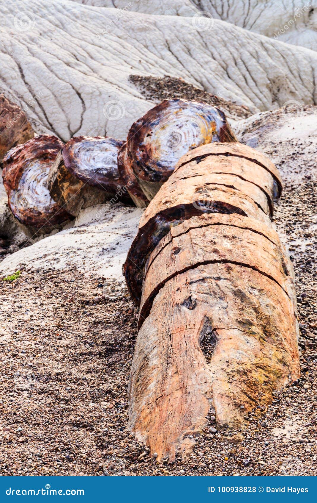 Fossilized Log Broken in Sections, Petrified Forest, Arizona Stock ...
