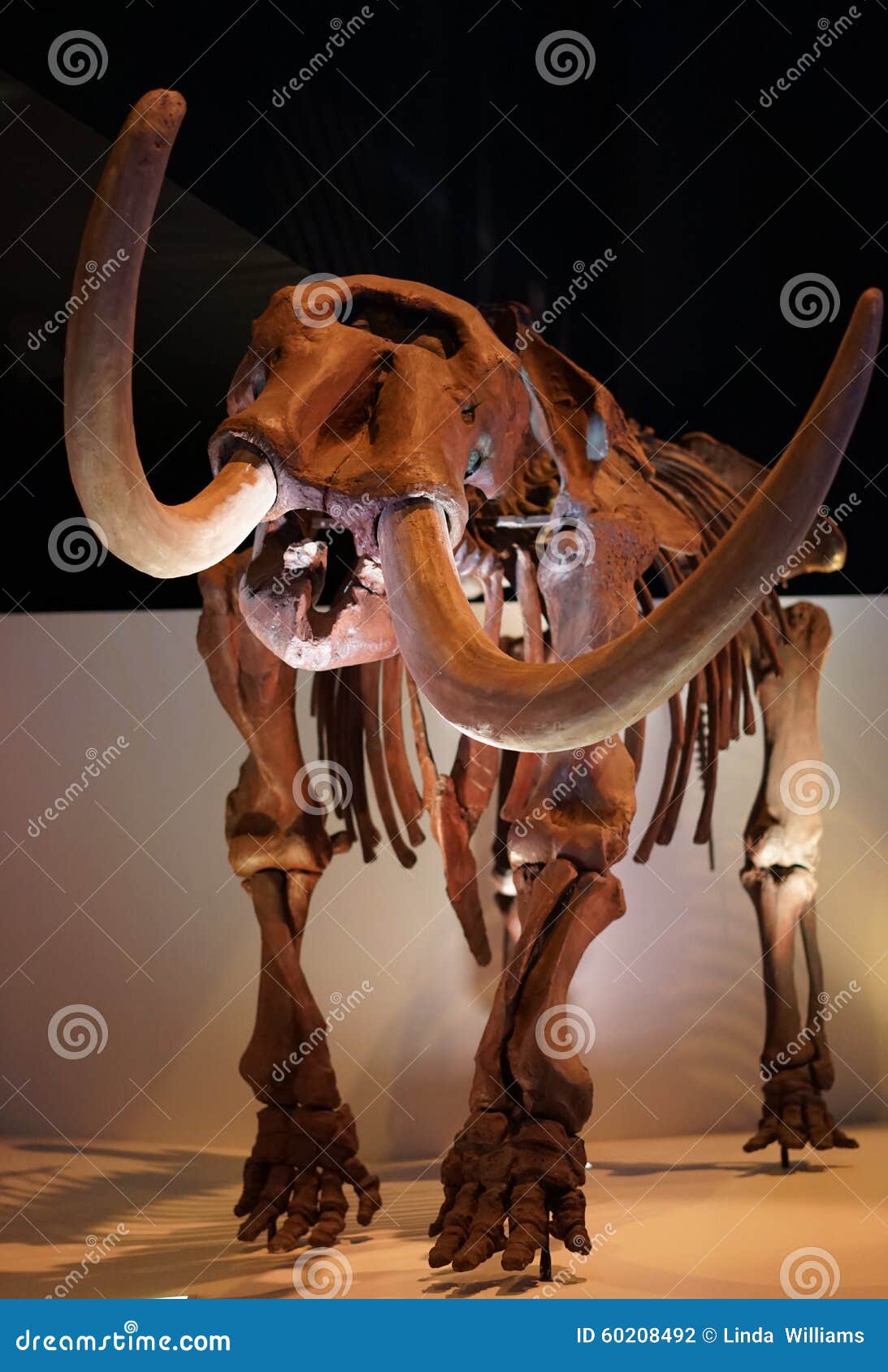 Fossilized Mammoth on the Rampage Stock Photo - Image of exhibit, tusks ...