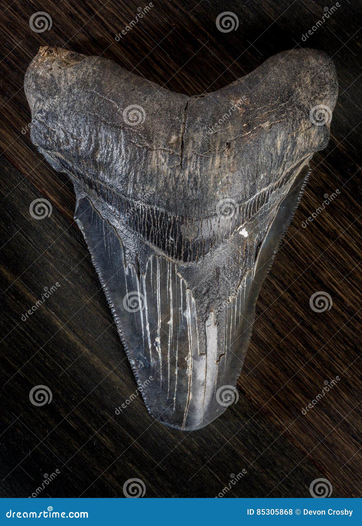 Fossilized Megalodon Shark Tooth on Dark Background Stock Photo - Image ...