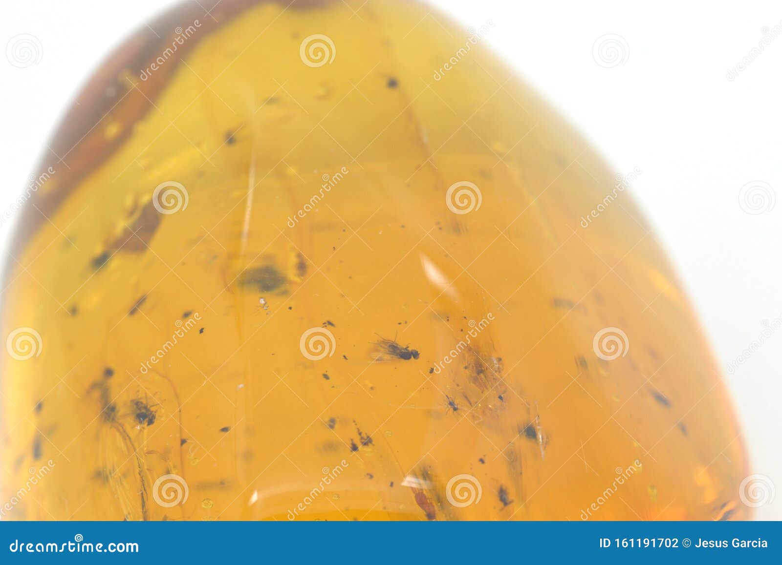 Fossilized Mosquito Inside an Amber Stone. 25 Million Years Old Stock ...