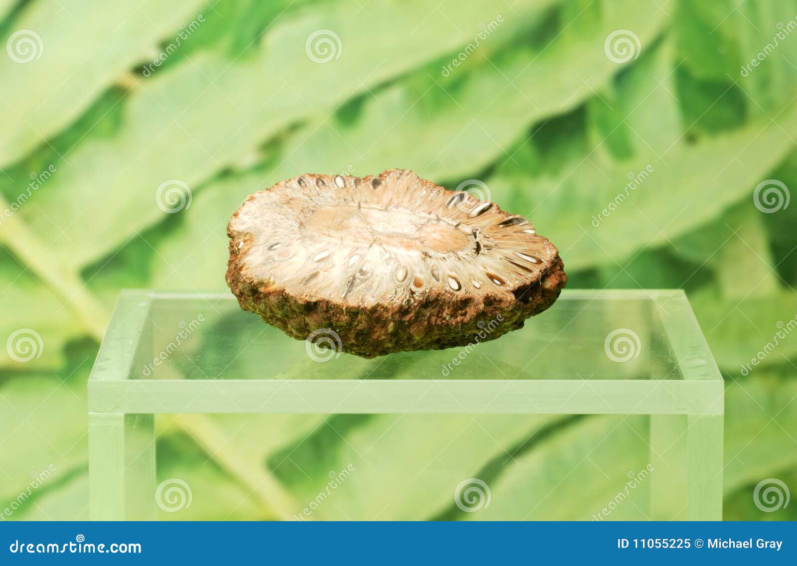 Fossilized nut stock image. Image of fossilize, hard - 11055225