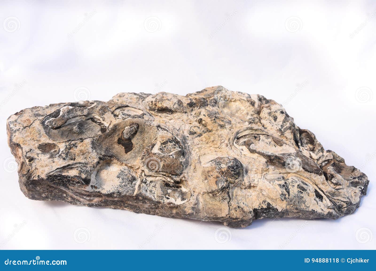 Fossilized Oysters in Siltstone Stock Photo - Image of encrusted ...