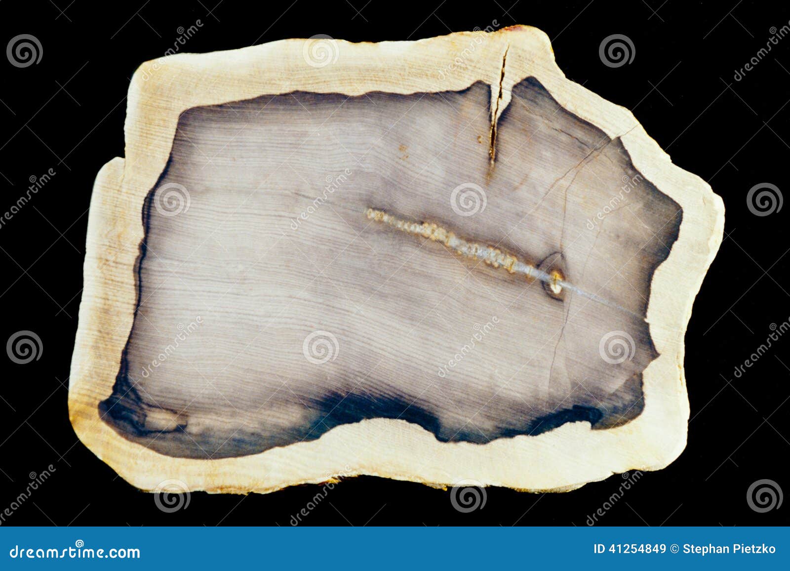 Fossilized Petrified Wood Slab Polished Surface Stock Image - Image of ...