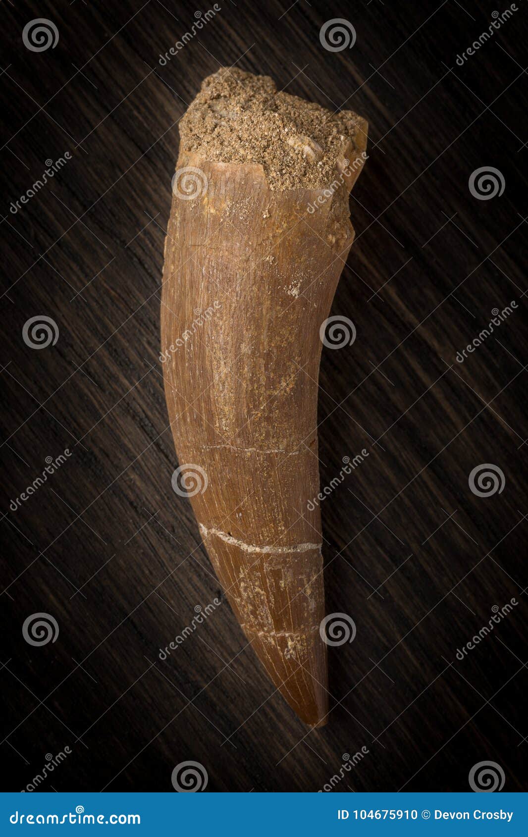 Fossil Plesiosaurus Tooth on Wood Background Stock Photo - Image of ...