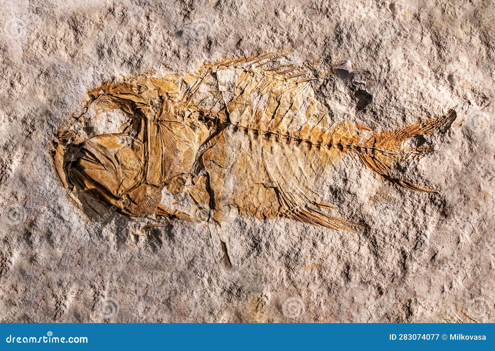 The Fossilized Prehistoric Fish - Hoplopteryx in a Stone Stock Image ...