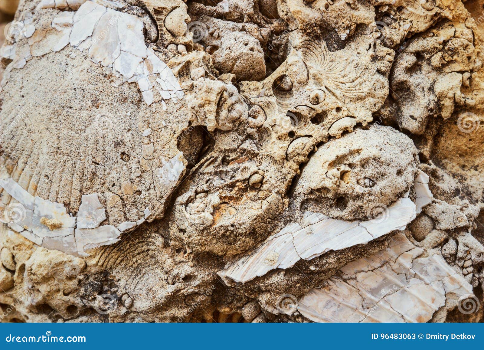 Fossilized Remains of Seashells Stock Image - Image of natural ...