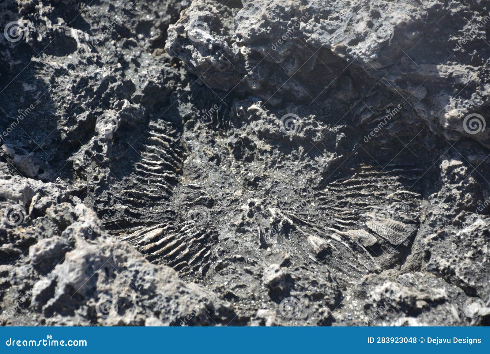 Fossilized Rock with Patterns of Old Fossils Stock Photo - Image of ...