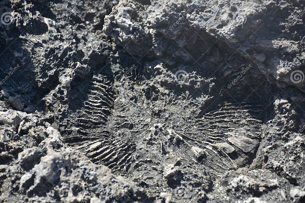 Fossilized Rock with Patterns of Old Fossils Stock Photo - Image of ...