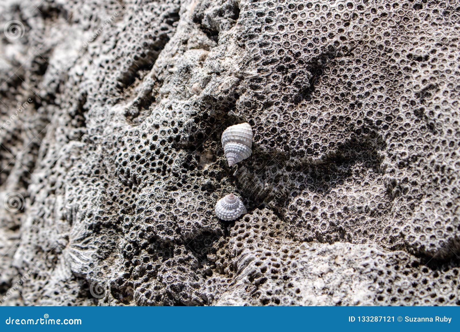 Fossilized rock stock image. Image of rock, fossilized - 133287121