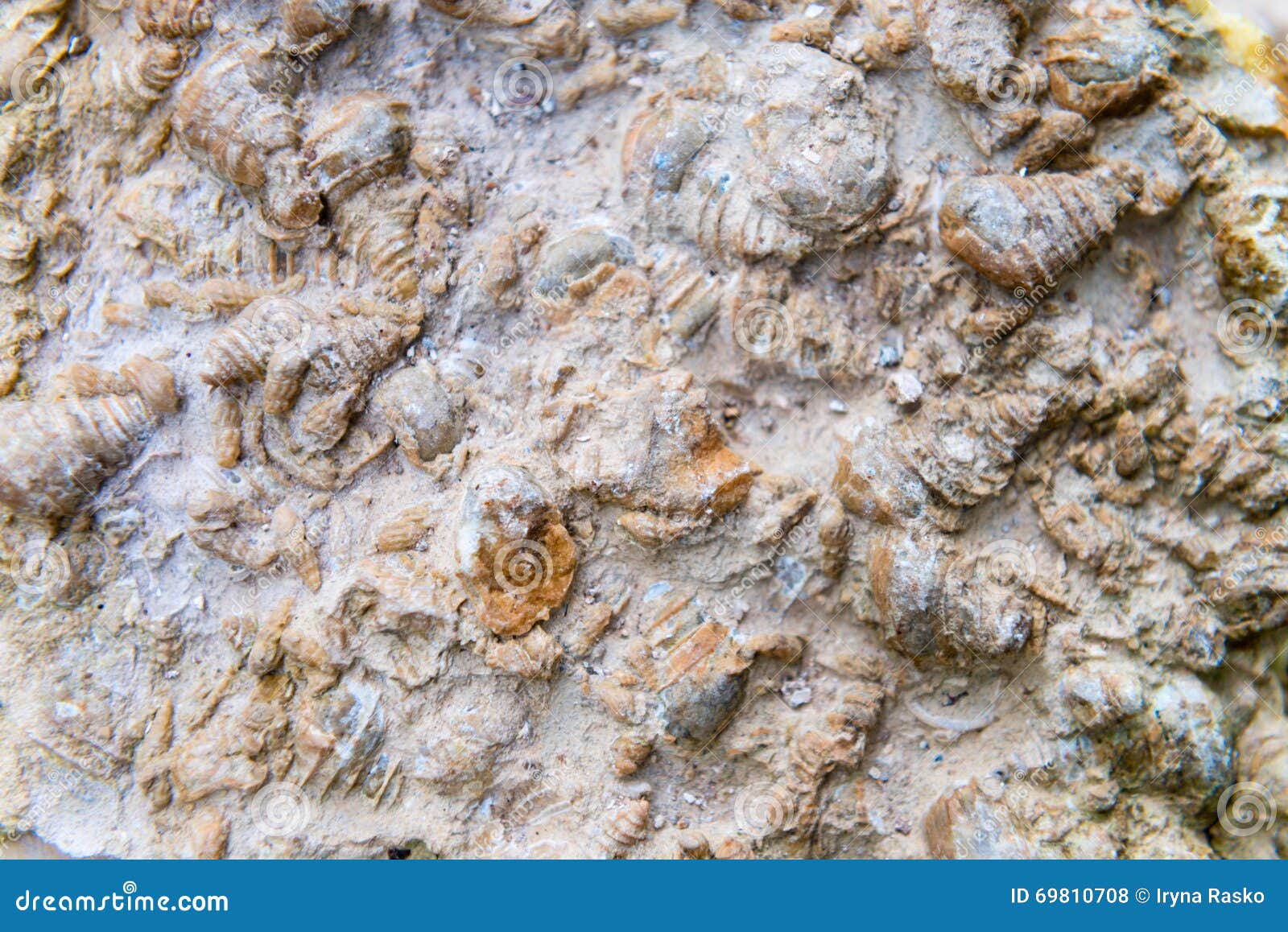 Fossilized Sea Shells Embedded in Rock Stock Photo - Image of seashells ...