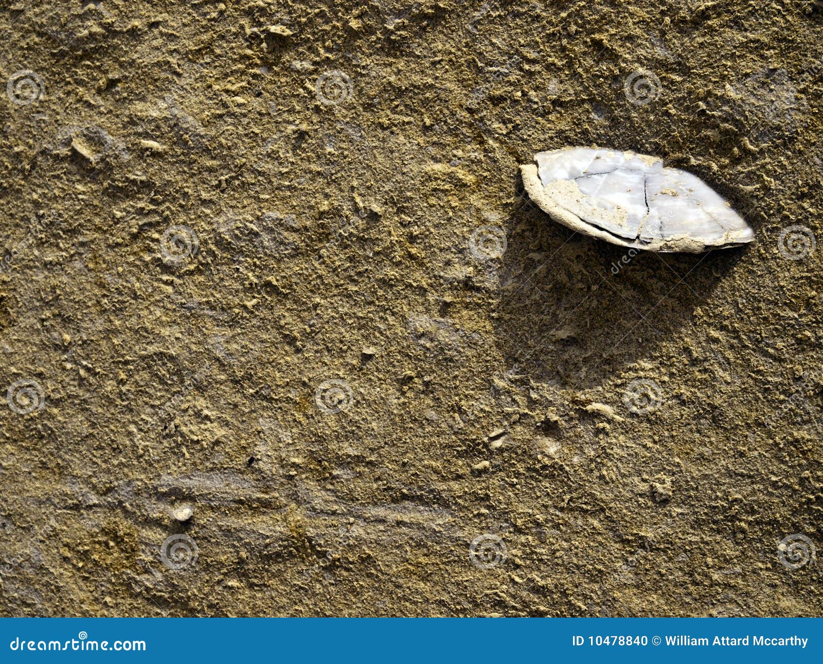 Fossilized Seashell stock photo. Image of history, fossilization - 10478840