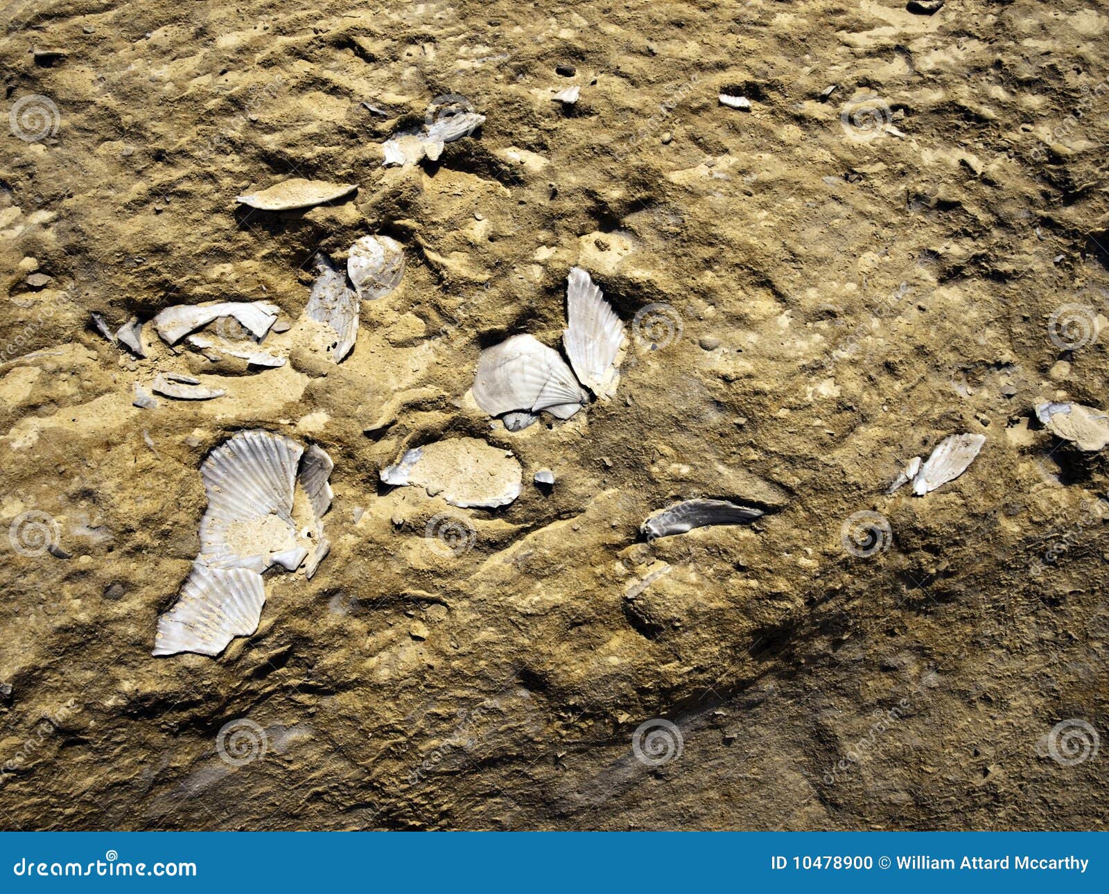 Fossilized Seashell stock photo. Image of stone, orogeny - 10478900