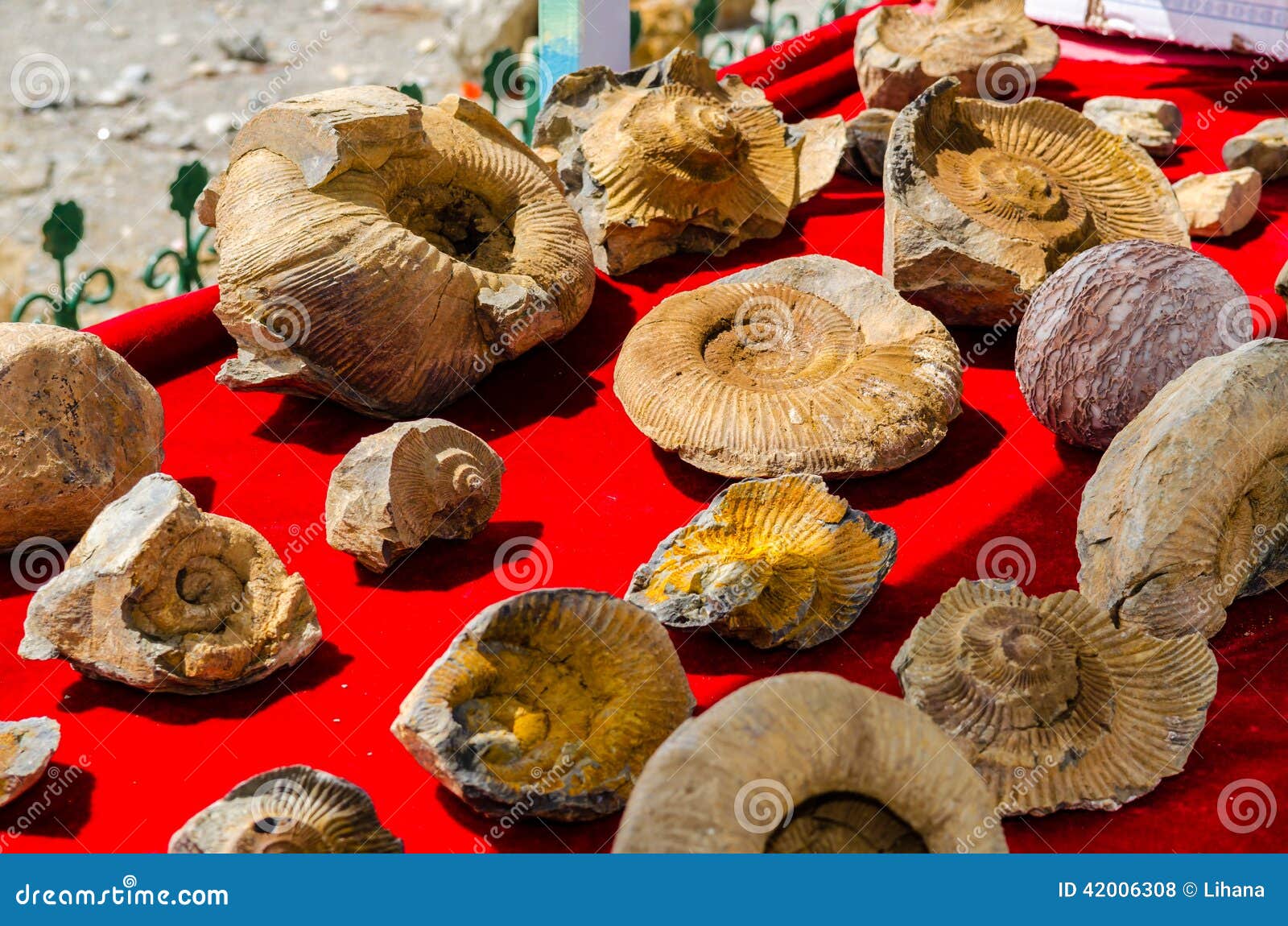 Bone Gulf Royalty-Free Stock Image | CartoonDealer.com #99672568