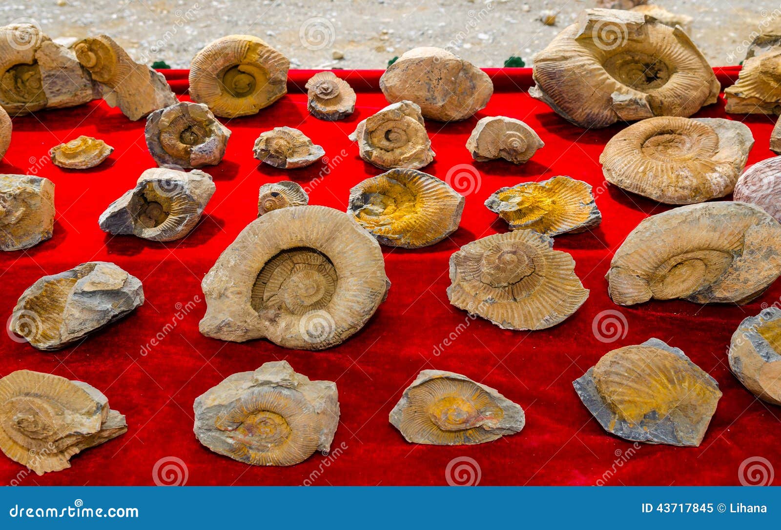 Bone Gulf Royalty-Free Stock Image | CartoonDealer.com #99672568