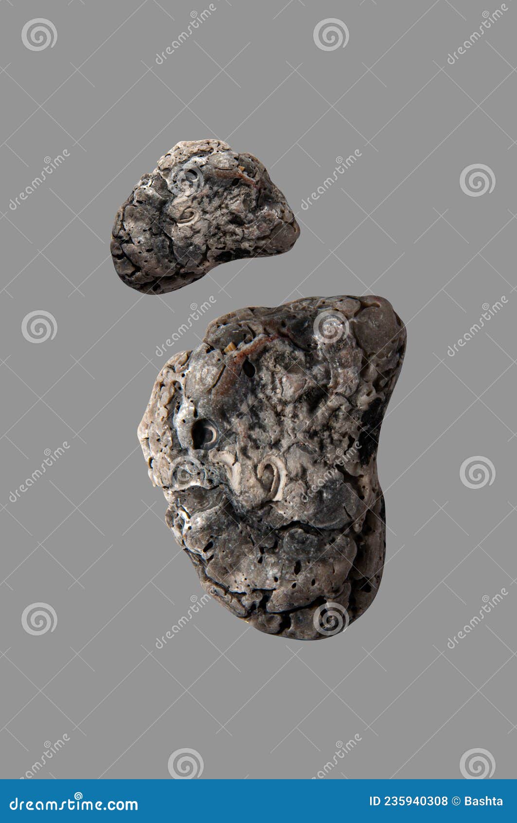 Fossilized Seashells. Sea Stone. Fossil Marine Unusual Object. Simple ...