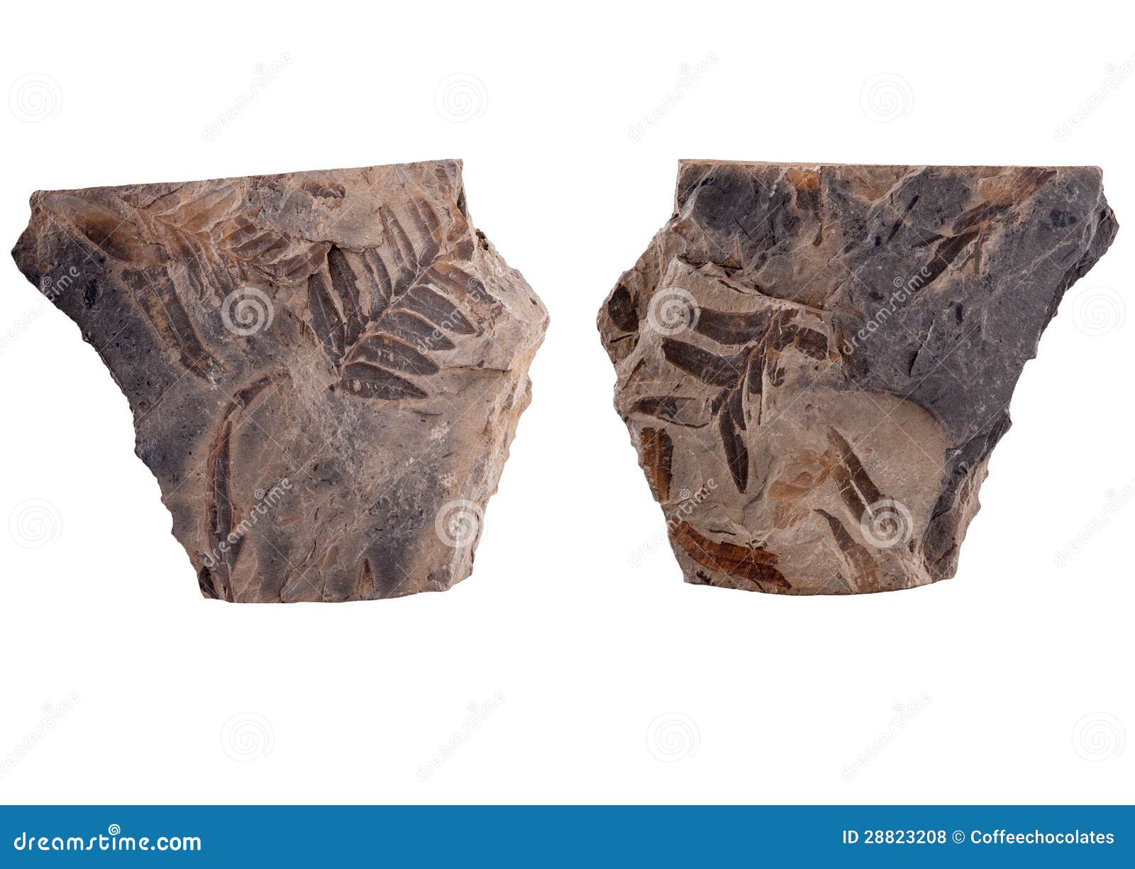 Fossilized seed fern leaf stock photo. Image of fossil - 28823208