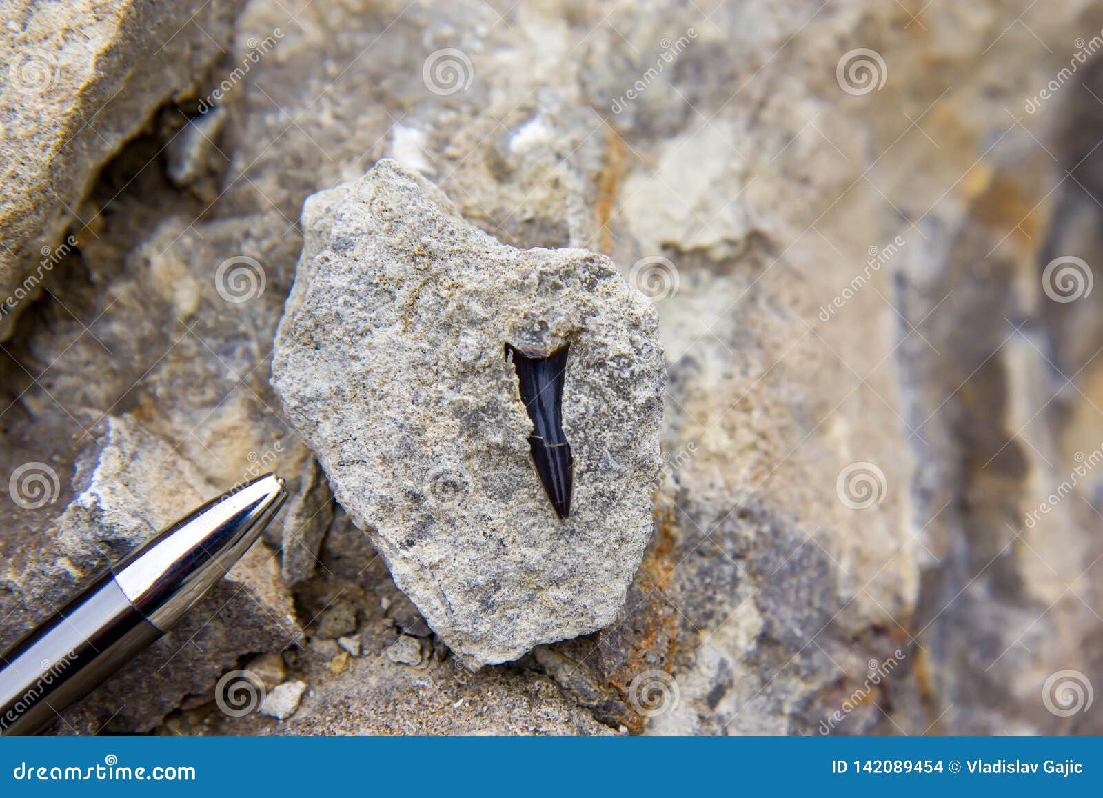 Fossilized Shark Teeth in the Sediments Stock Photo - Image of ...