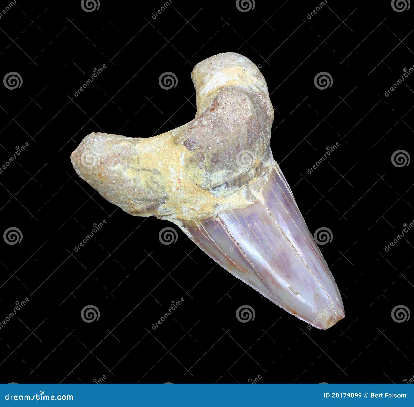 Fossilized Shark Tooth on Black Background Stock Image - Image of ...