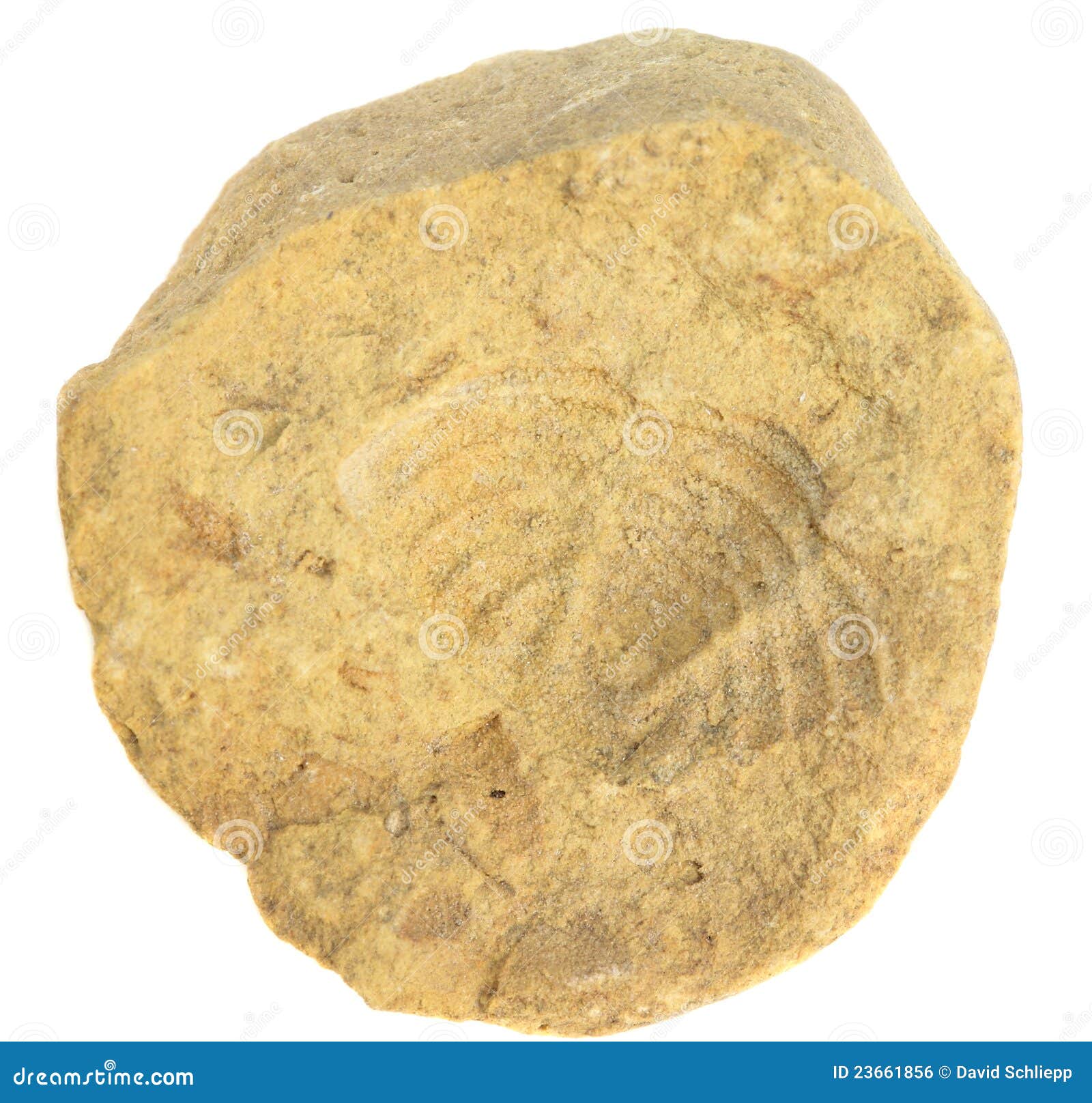 Fossilized Shell stock photo. Image of seashell, paleontology - 23661856