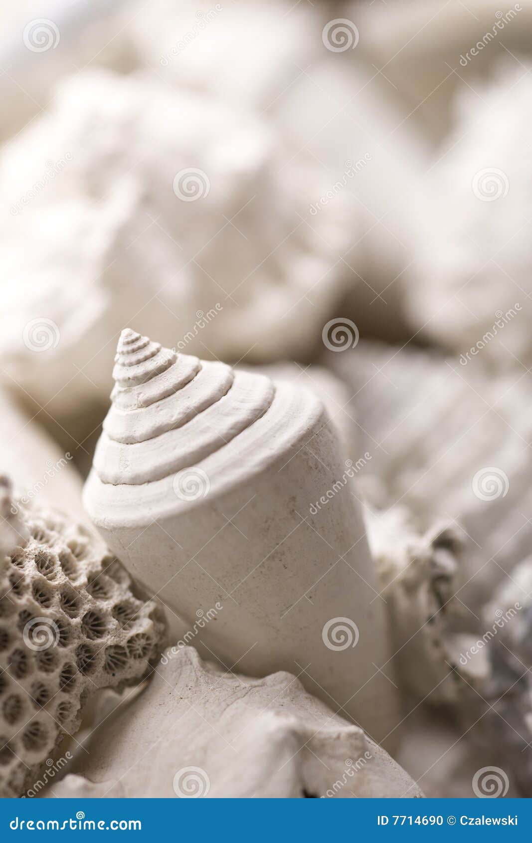 7,052 Pretty Shell Stock Photos - Free & Royalty-Free Stock Photos from ...
