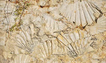Fossilized shell imprints stock photo. Image of life - 13070128