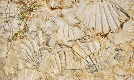 Fossilized shell imprints stock photo. Image of life - 13070128