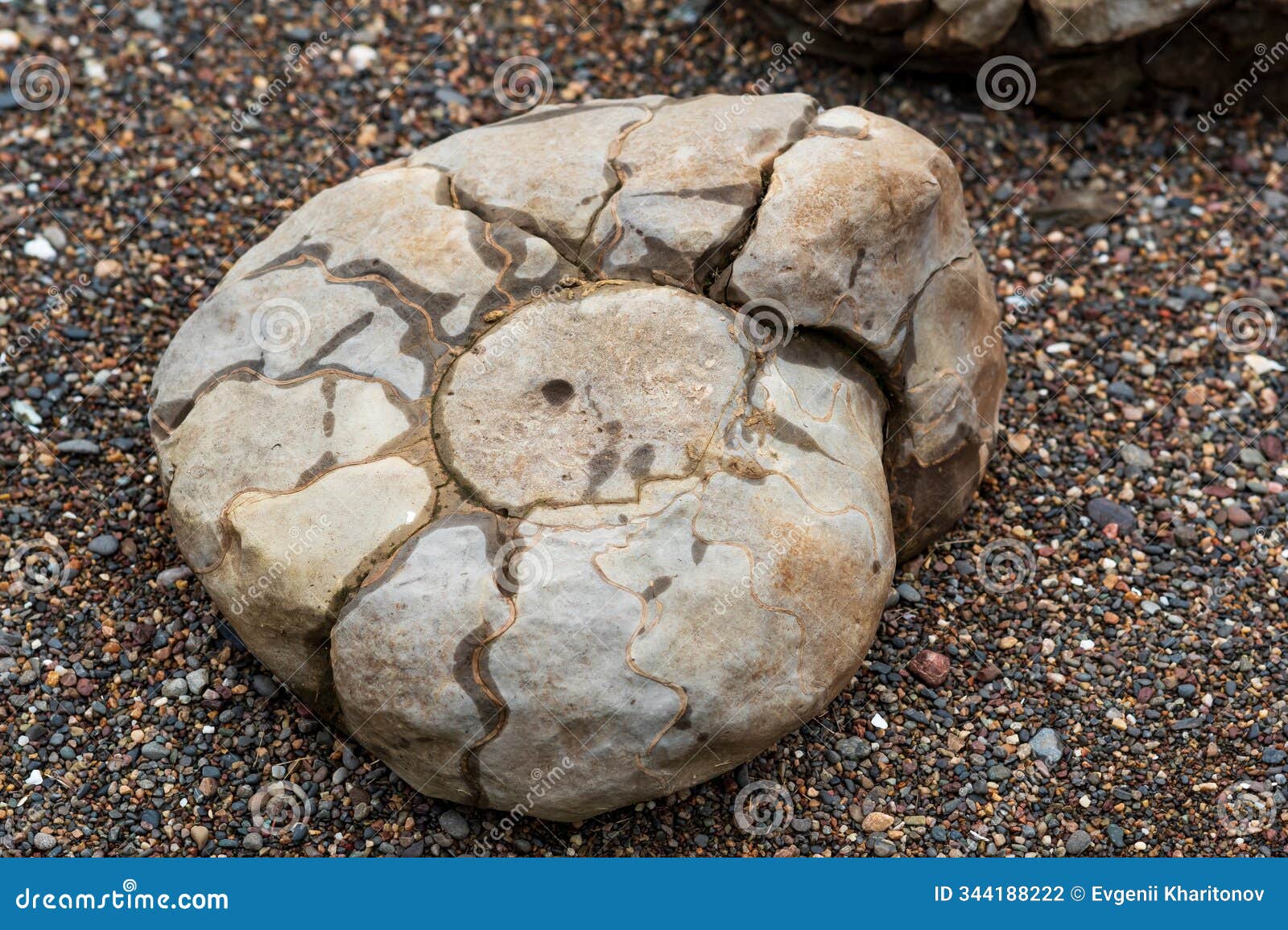 Fossilized Shell of a Prehistoric Mollusk As an Element of Landscape ...