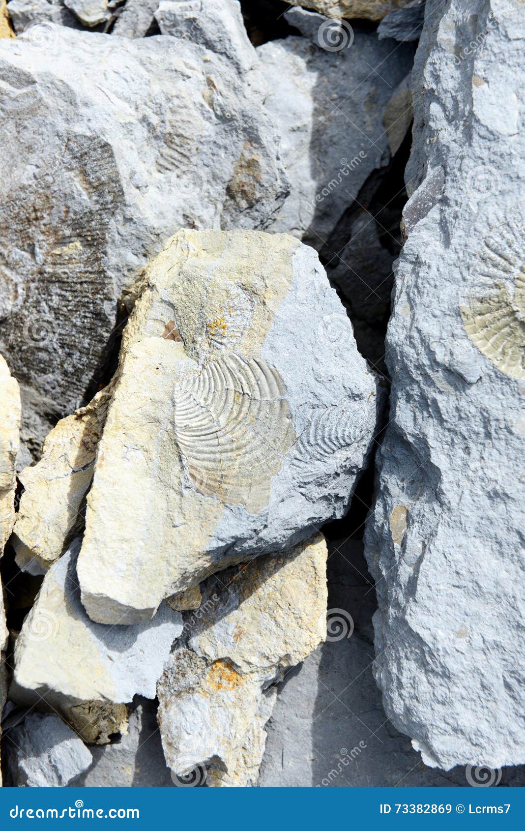 Fossilized shell on rock stock image. Image of rock, fossils - 73382869