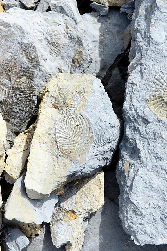 Fossilized shell on rock stock image. Image of rock, fossils - 73382869