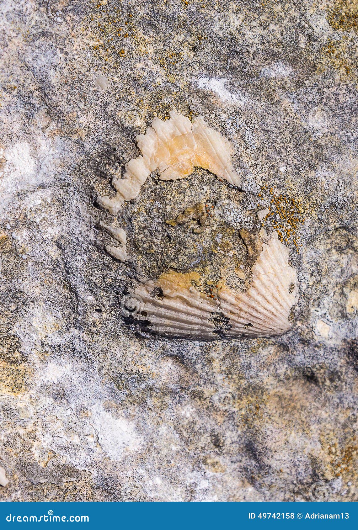 Fossilized Shell Of Prehistoric Times In Building Block Of Portuguese ...