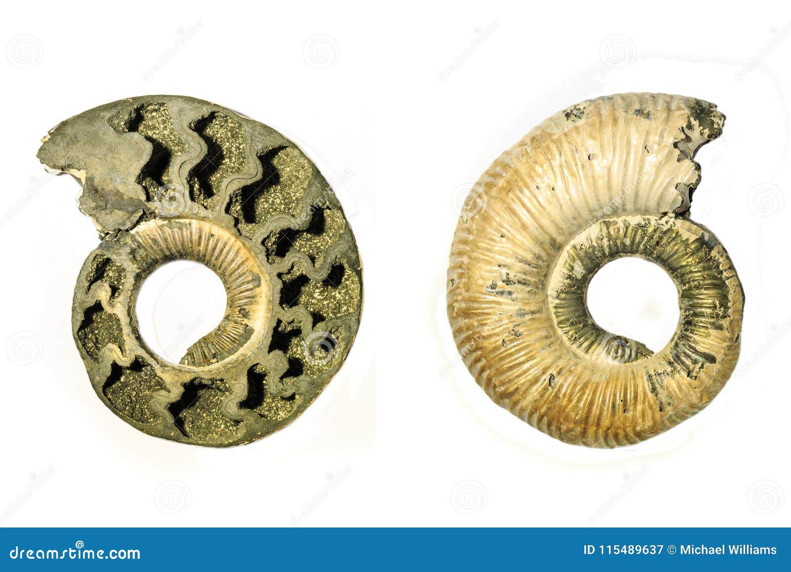 Inside and Outside of a Fossilized Ammonite Stock Image - Image of coil ...