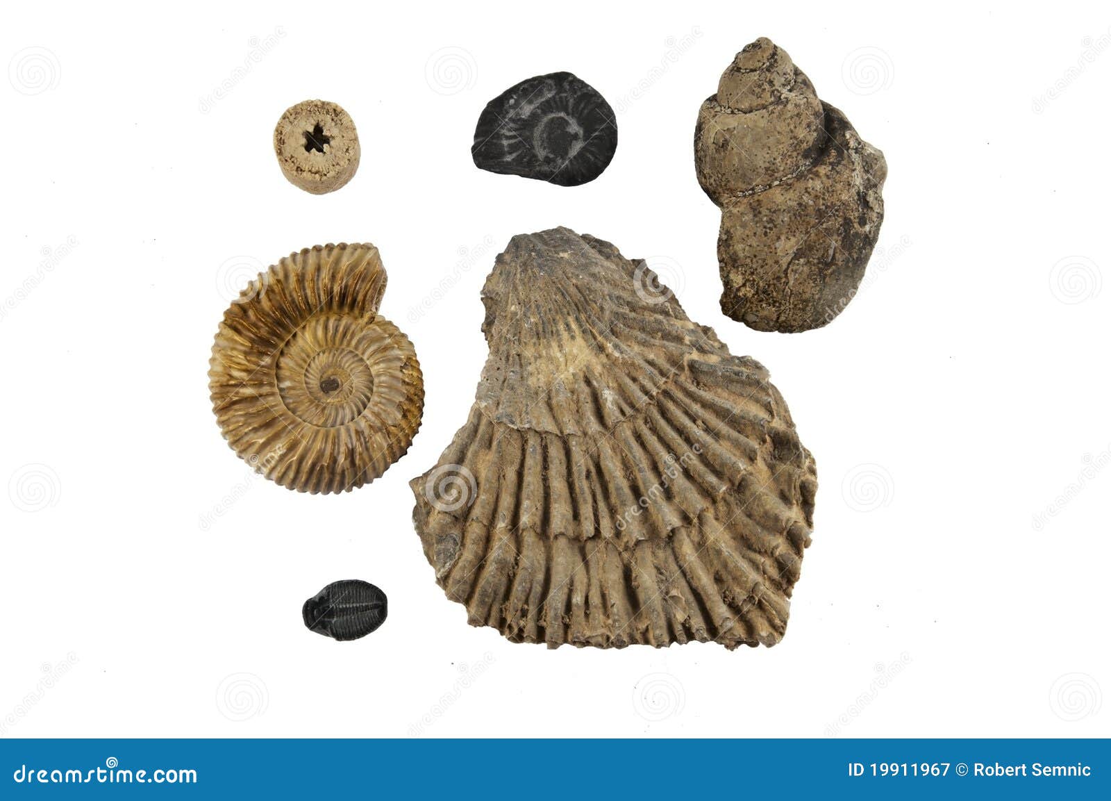 Fossilized shells stock image. Image of invertebrate - 19911967