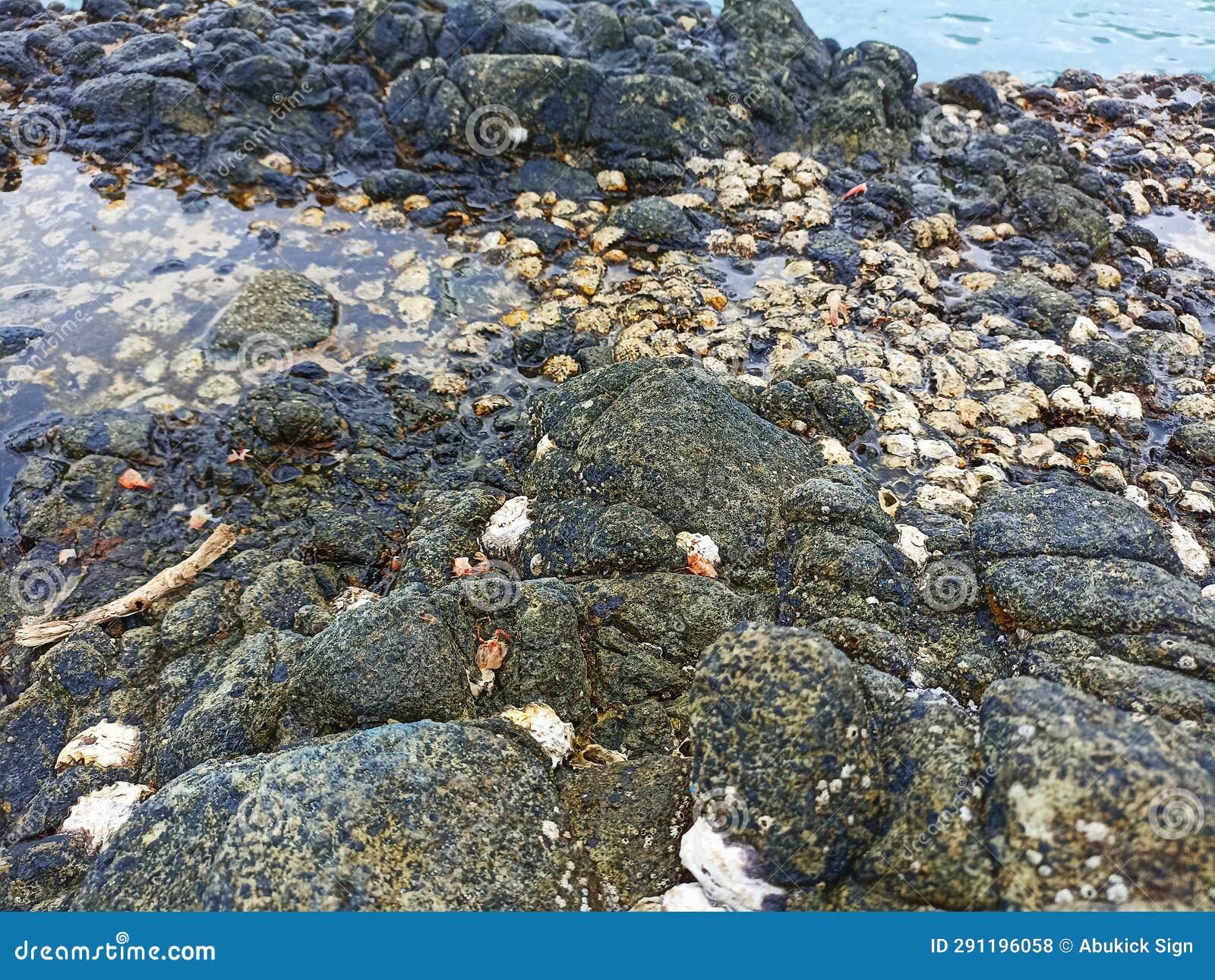 Fossilized Shells,Paracas, Peru Stock Photo | CartoonDealer.com #62947644