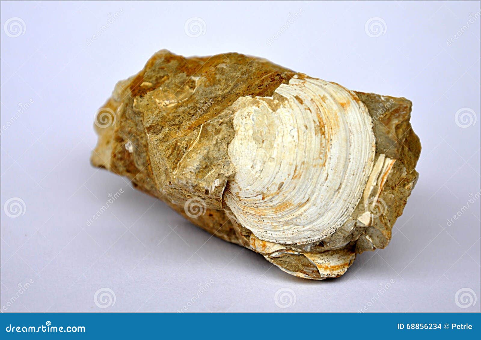 Fossilized shells stock photo. Image of stone, view, shells - 68856234