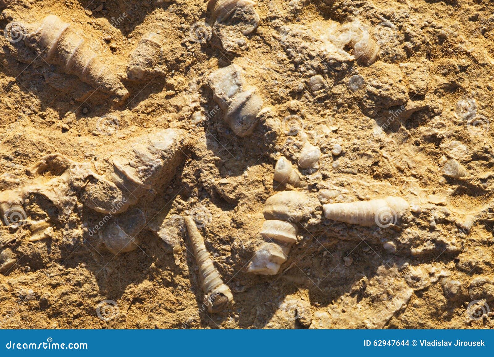 Fossilized Shells,Paracas, Peru Stock Photo - Image of fossil, paracas ...