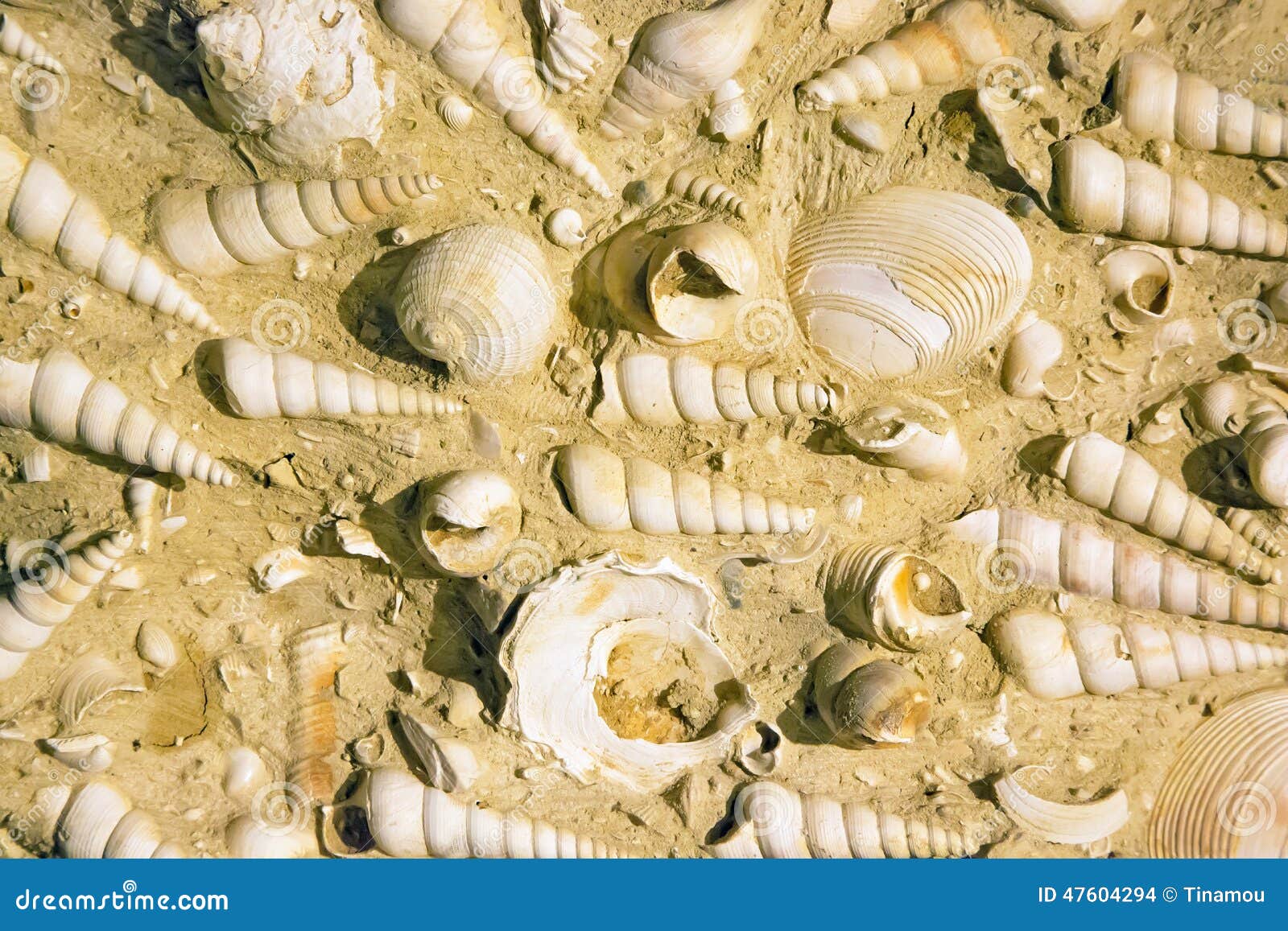 Fossilized shells on stone stock photo. Image of life - 47604294